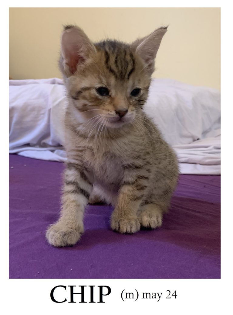 Chip – The Appin Cats Project