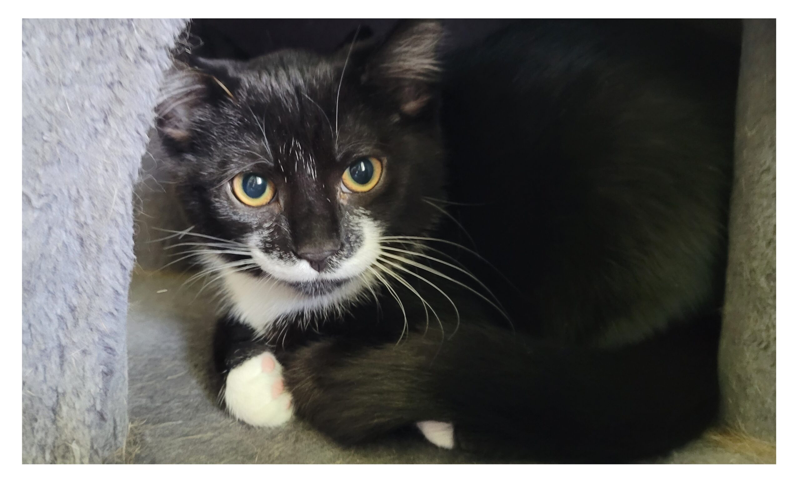 Terry – The Appin Cats Project